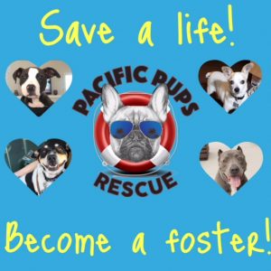 Become a Foster! – Pacific Pups Products