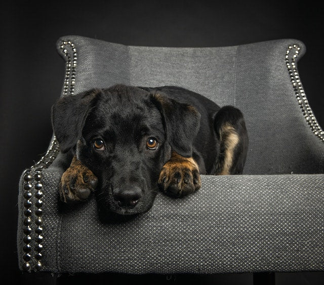 Paws Up! Moving Your Pet to a New State – Pacific Pups Products