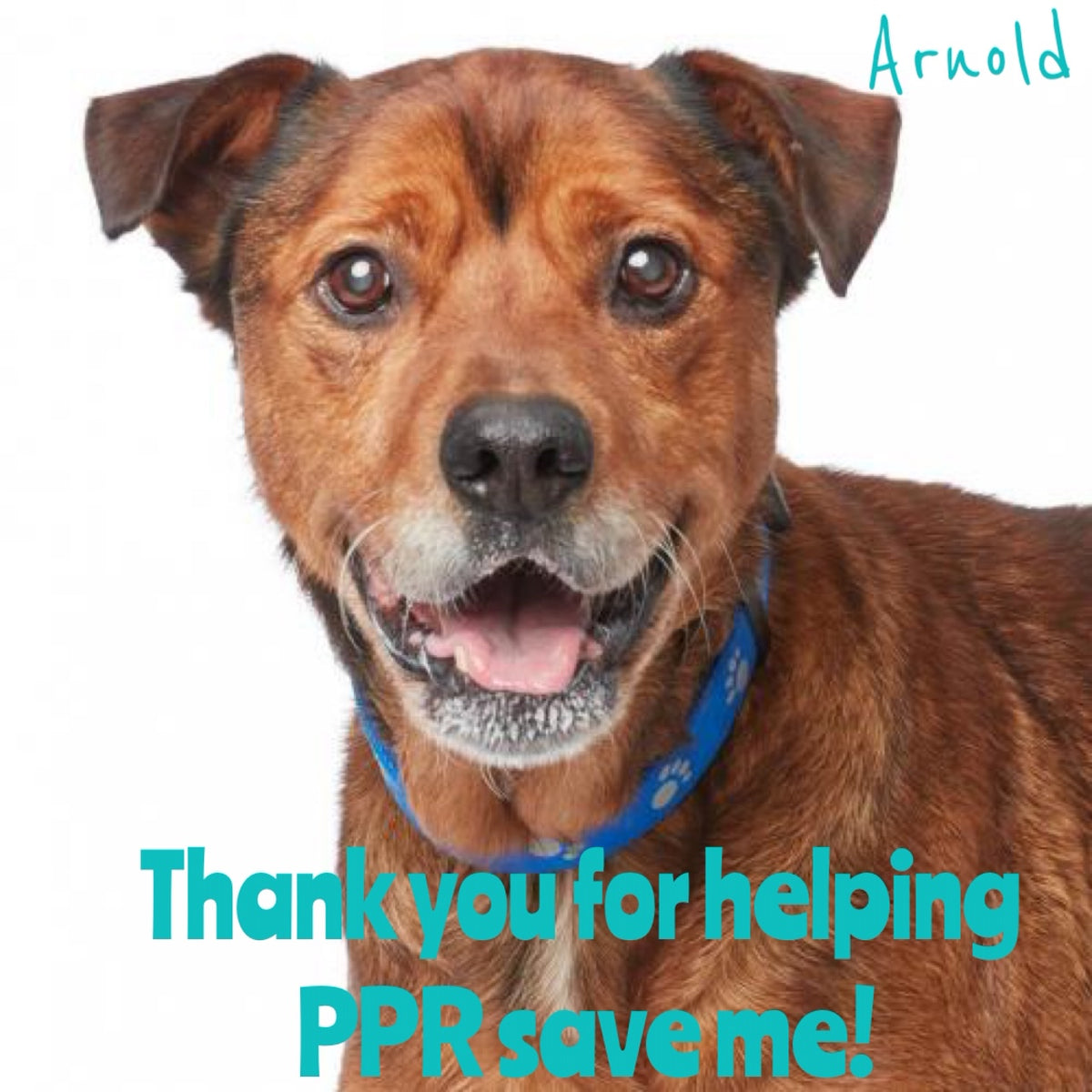 PPR and the Pandemic! (What we’ve been up to) – Pacific Pups Products